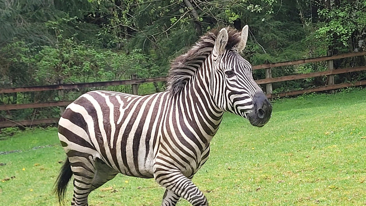 Tiden rinner ut för förrymd zebra i Danmark
