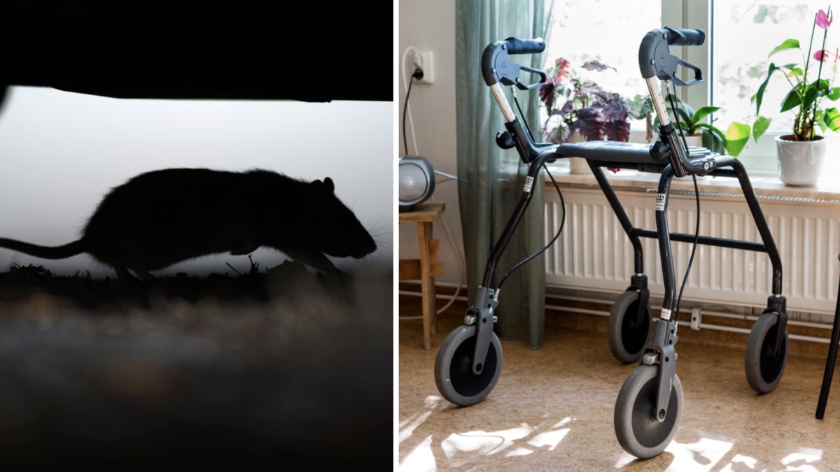 Åldring stängdes in med råtta i sovrummet – vaknade av att den kröp på ...