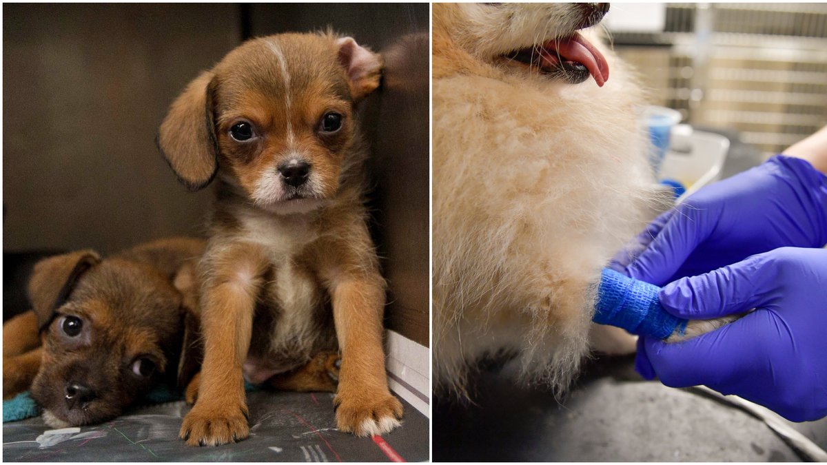 Köpa hund? Här är misstagen du måste känna till: "Vanligt problem"