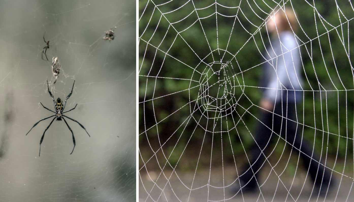 Här hamnar spindelungarna när äggen kläcks: "Åt alla håll"