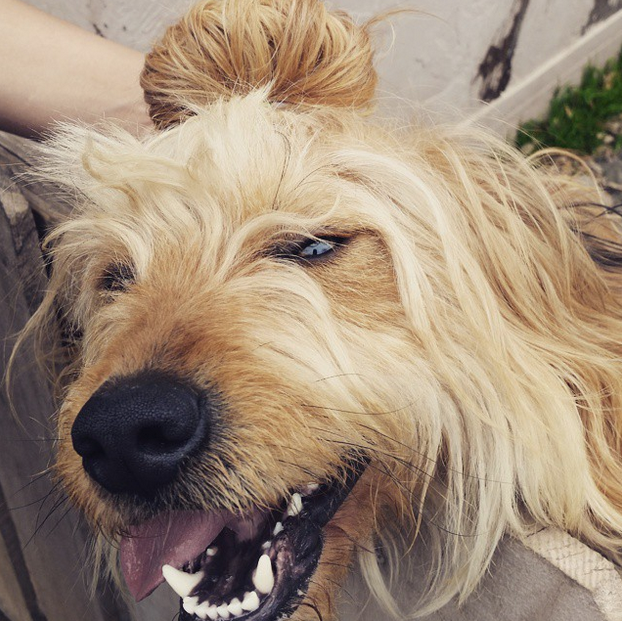 19 hundar som rockar dog buns bättre än alla man buns där ute