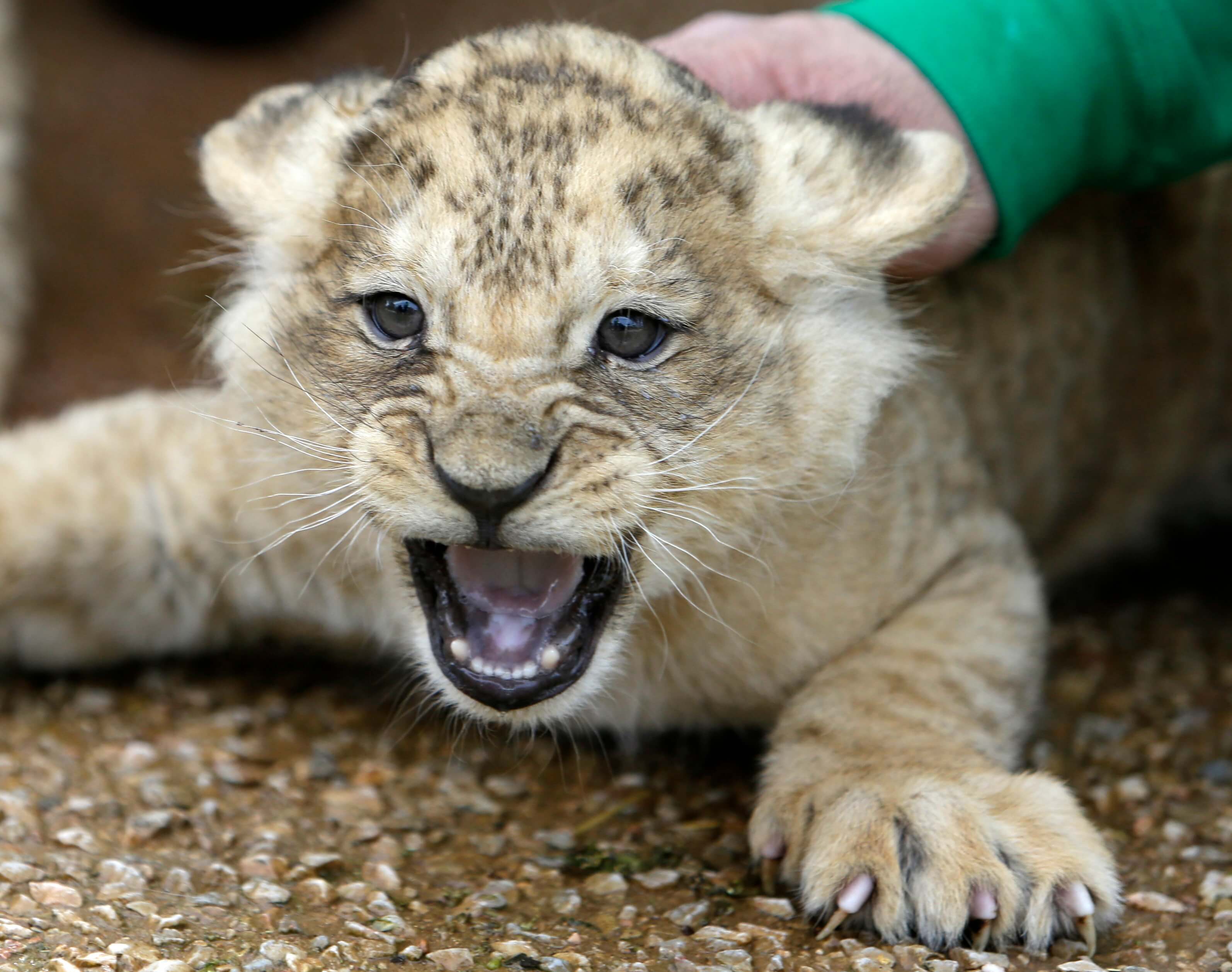 Forskare vill klona lejon från istiden