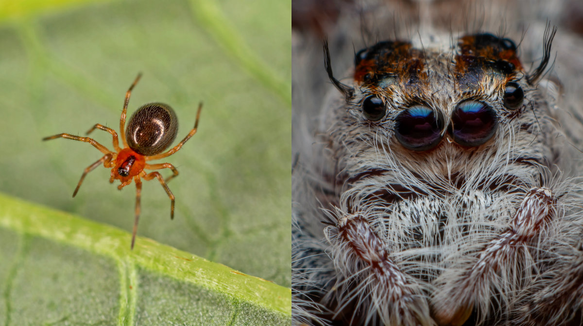 Här är 3 myter om spindlar – som du säkert gått på