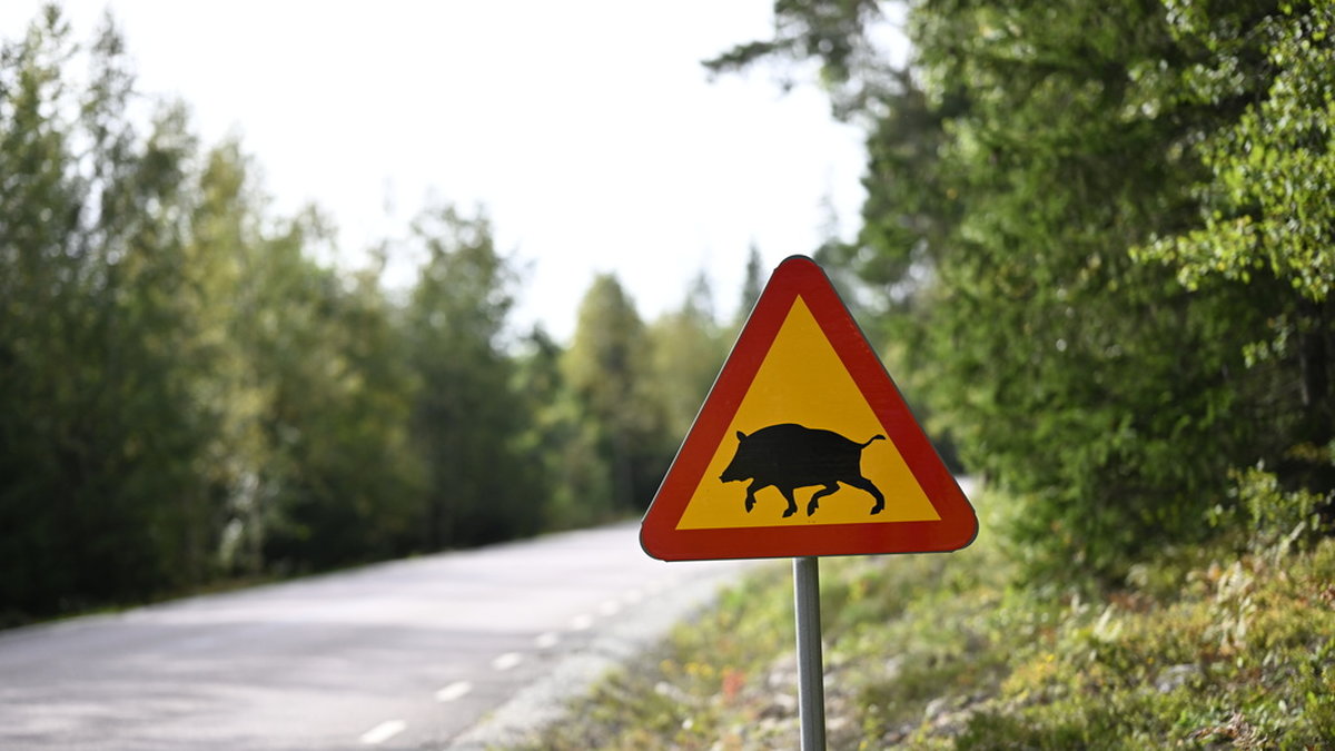 Rekordmånga vildsvinsolyckor i fjol