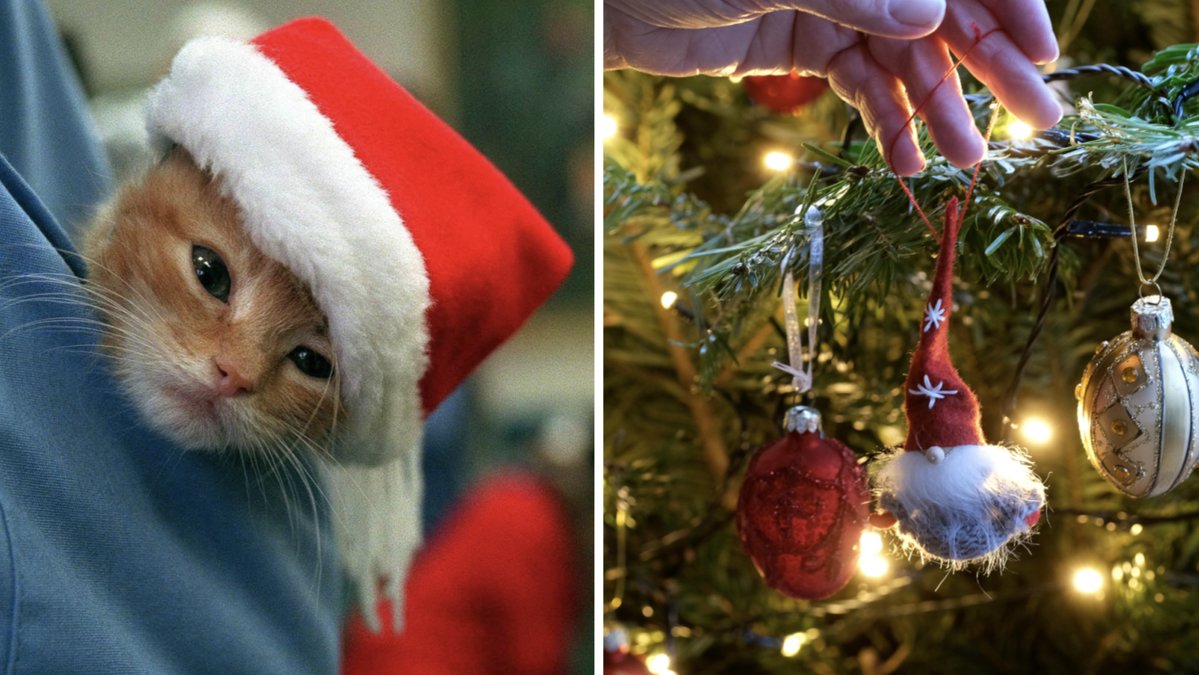 Det här är julens lömska faror som stressar din katt: "Ångest"