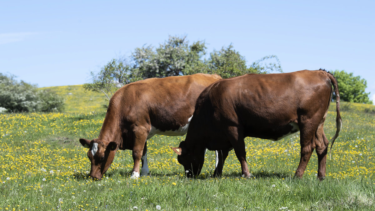 Osynliga stängsel testas på kossor