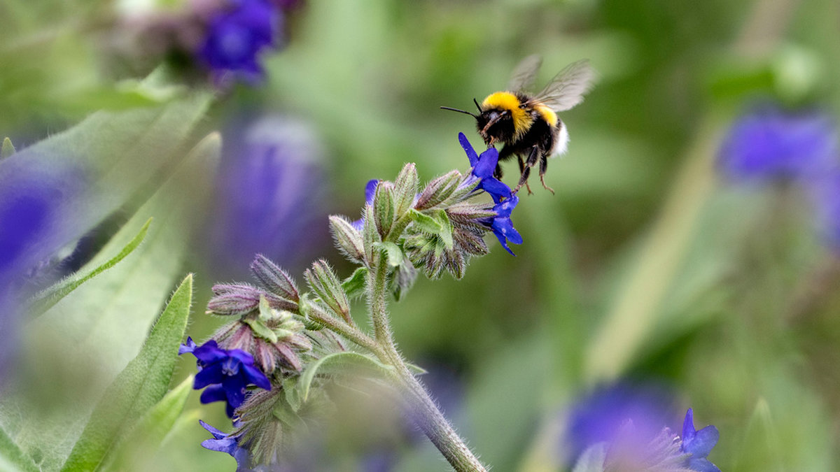 Varmare klimat hotar sjusovande humlor