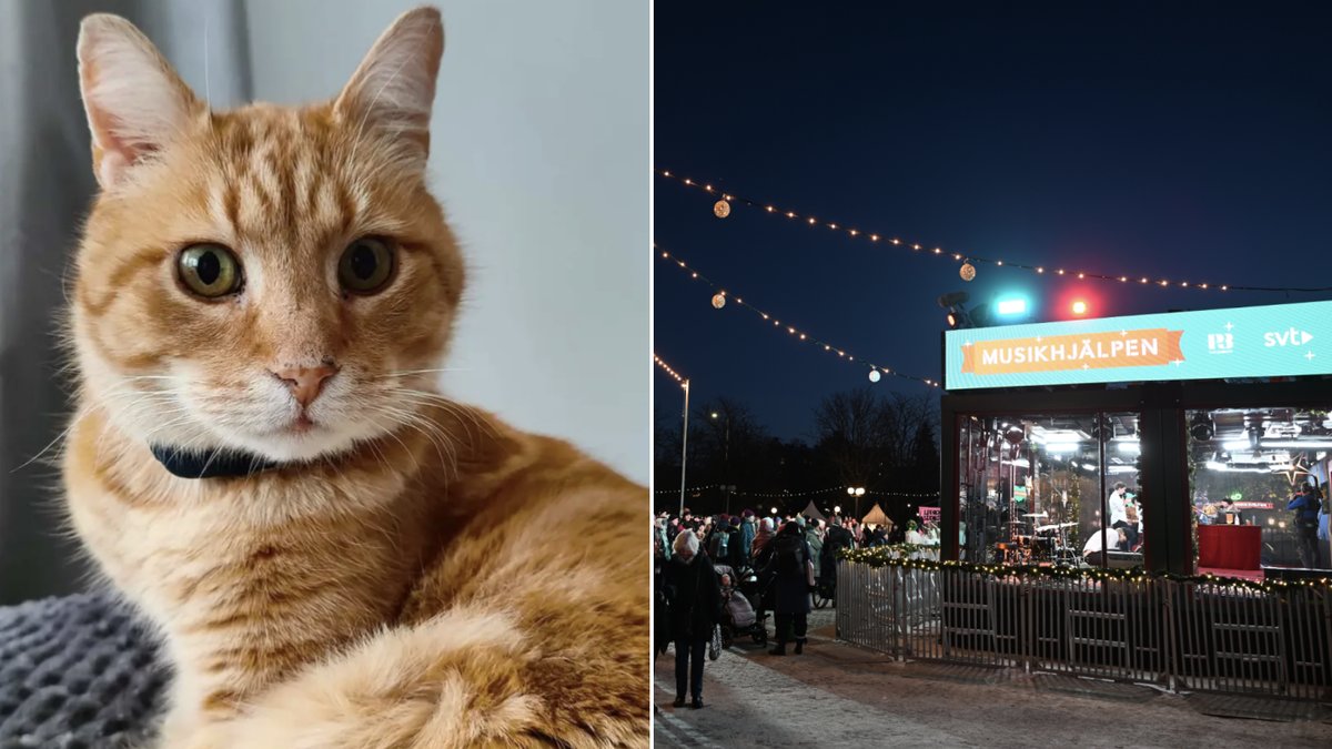 Katten Luffar-Lasses pengaregn i Musikhjälpen: "Katten har vänt och ner ...