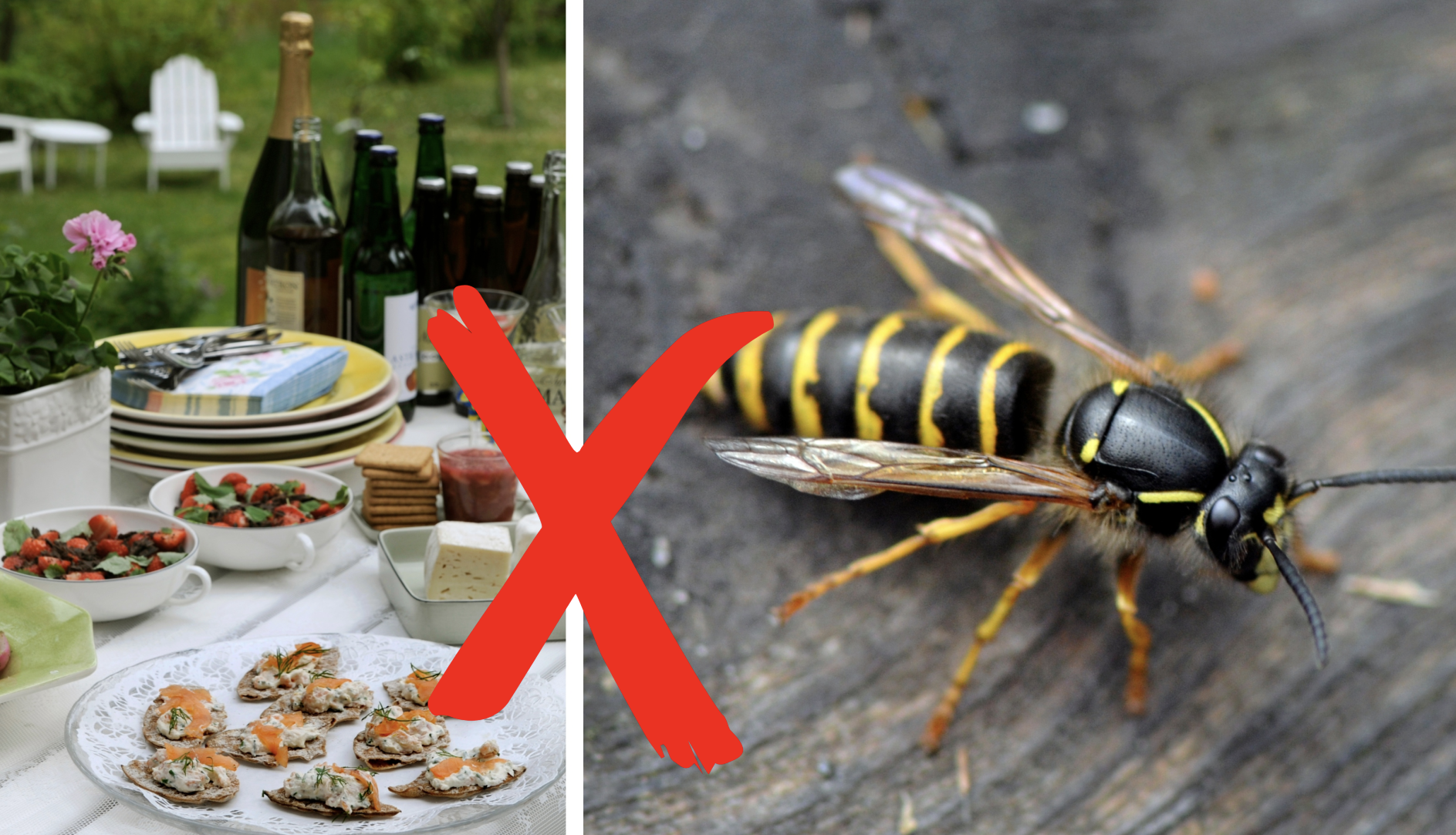 Hur blir man av med getingar? Här är experternas bästa tips!