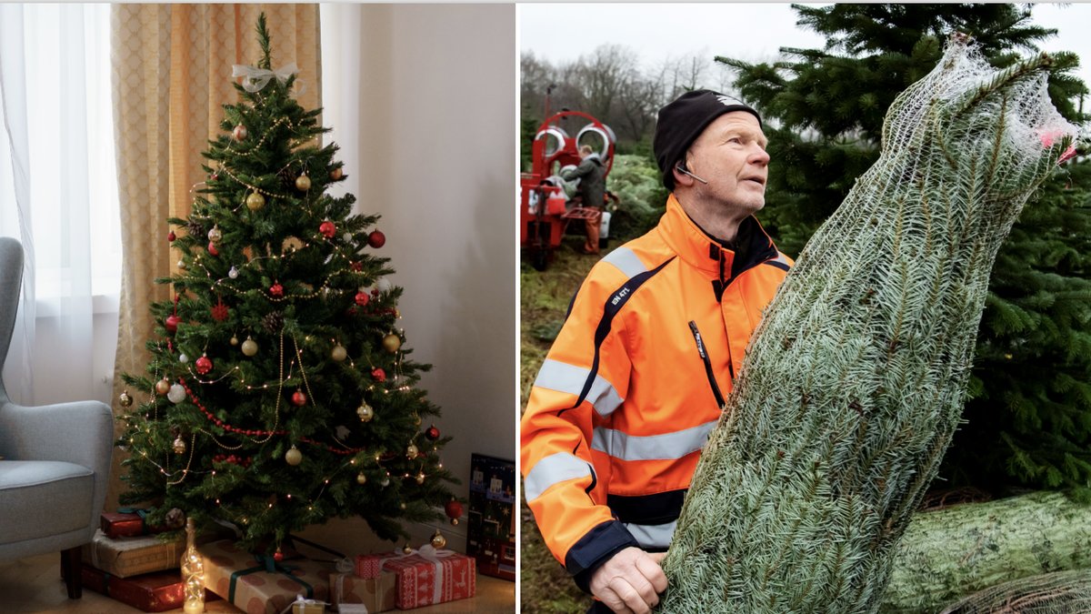 Tricket som får julgranen att hålla fram till jul – enligt ...
