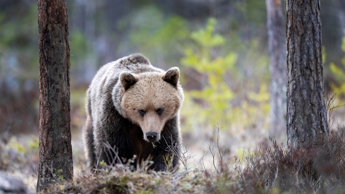 Trikiner hittade hos björn och vildsvin