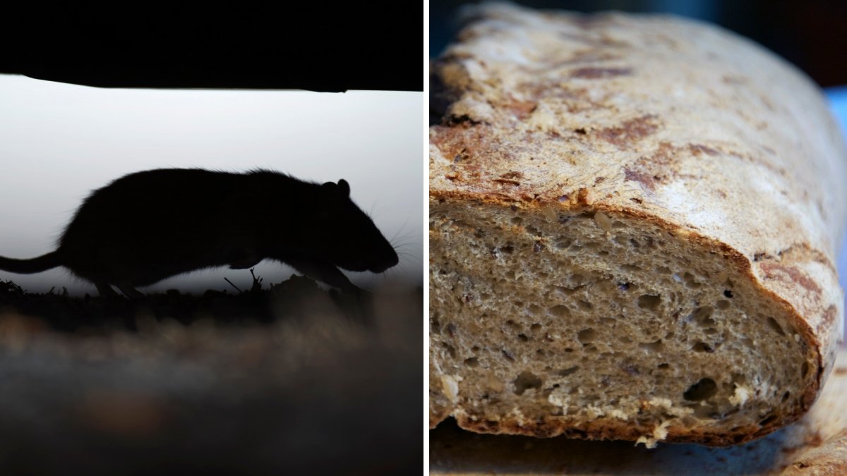 Bröd innehöll delar av råtta – 100 000 limpor återkallas i Japan