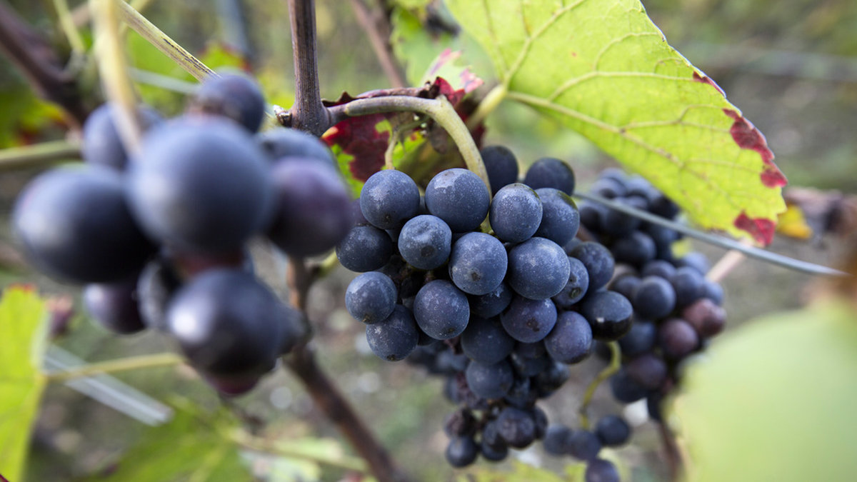 Så ska champagnen flöda i en varmare värld
