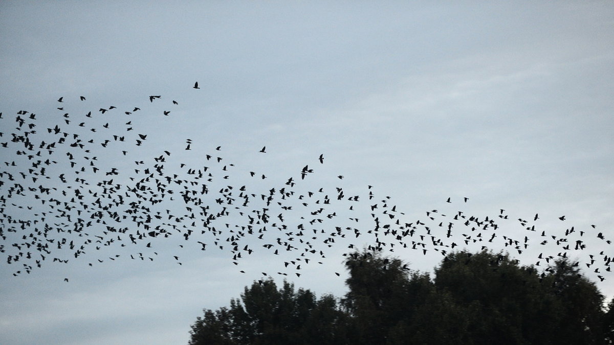 Kajor röstar om flygavgång