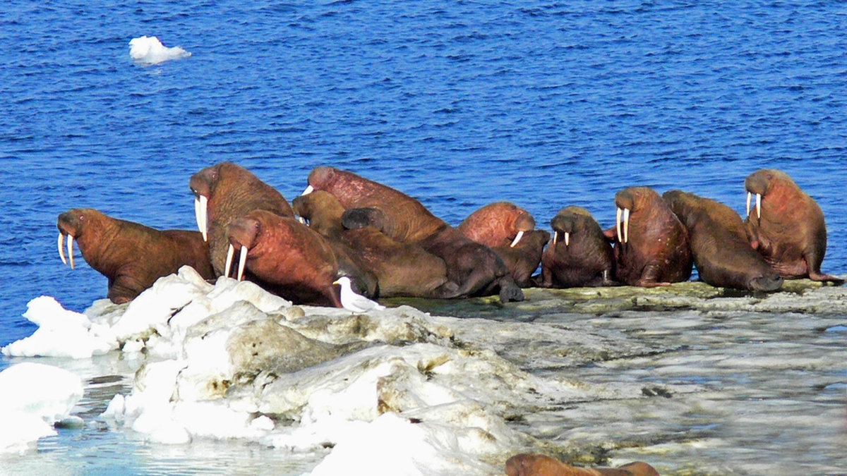 Valross död i fågelinfluensa – första någonsin