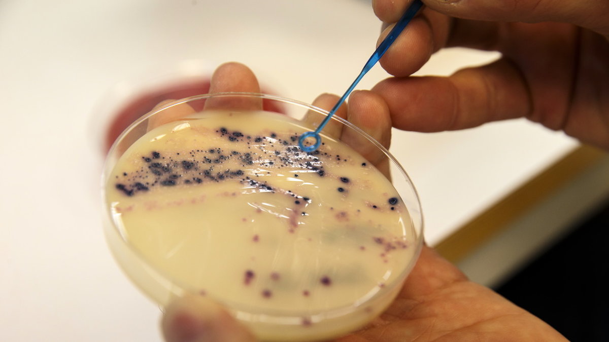 Nanoplast i din kropp kan blockera antibiotika