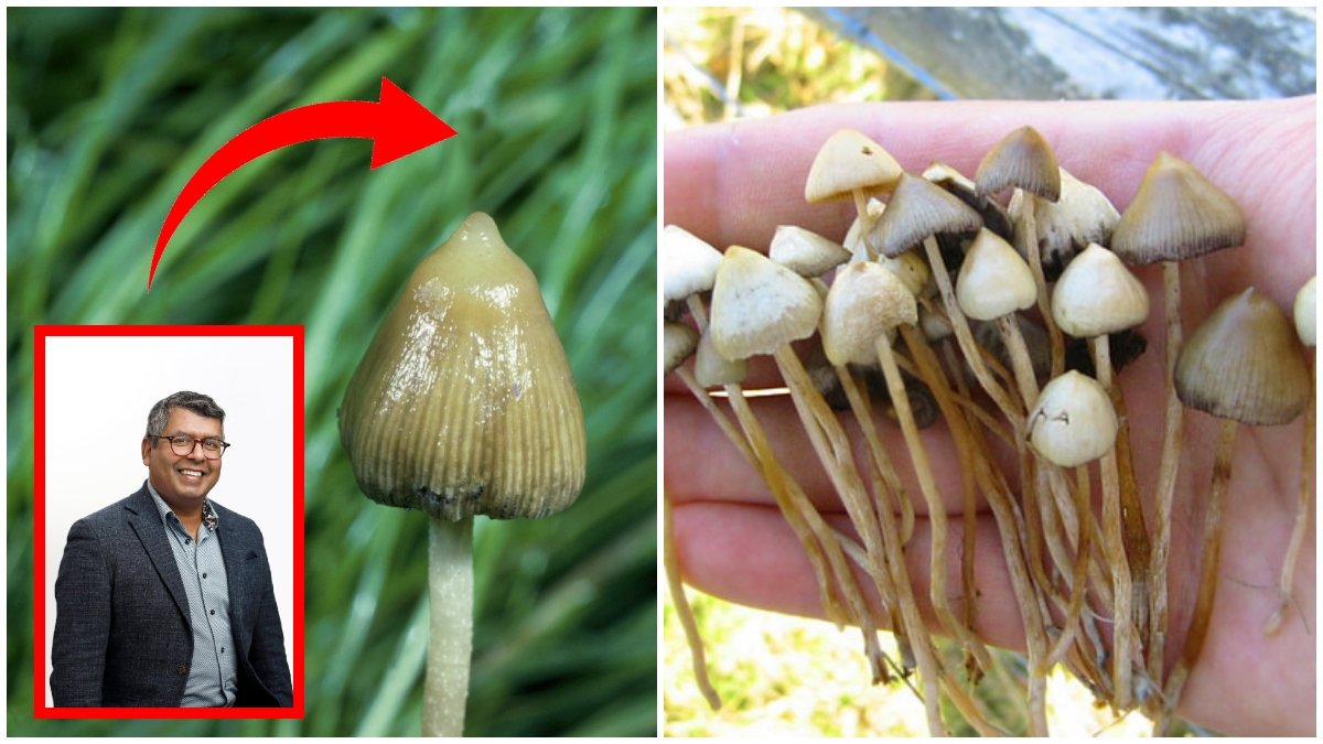 Experten varnar för toppslätskivling – växer i Sverige