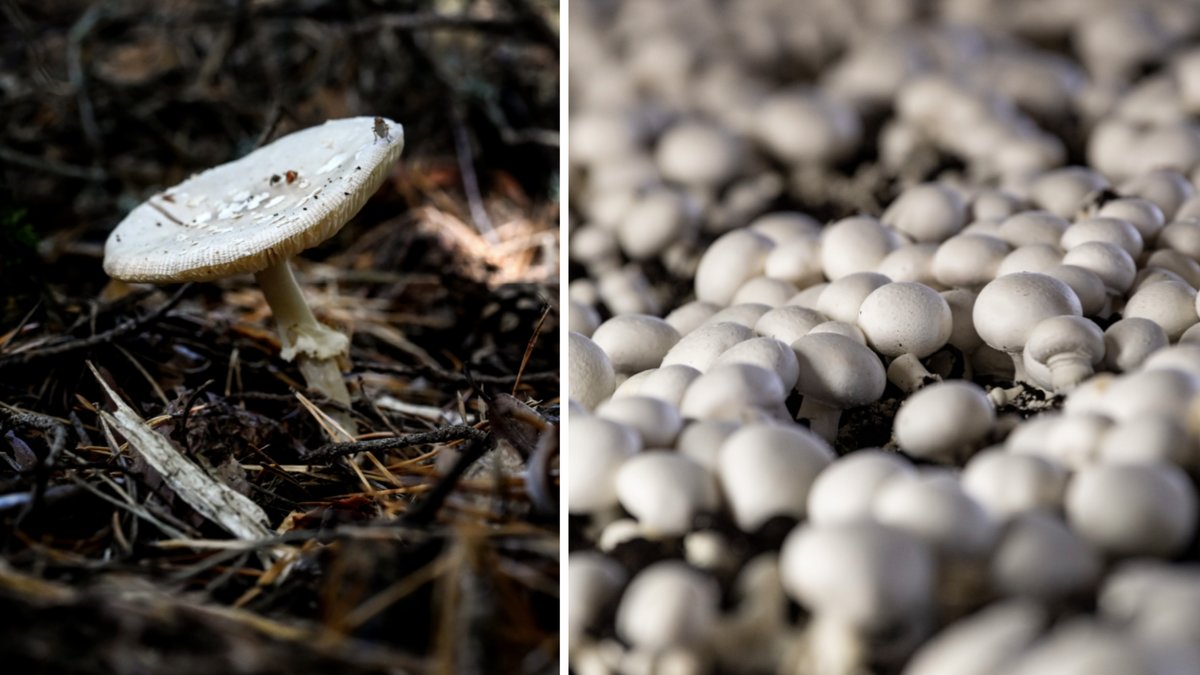 Dödliga svampen kallas för "destroying angel" – förväxlas med champinjon