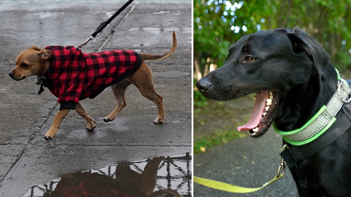 Det ska hunden aldrig göra på promenaden – kan få rävskabb