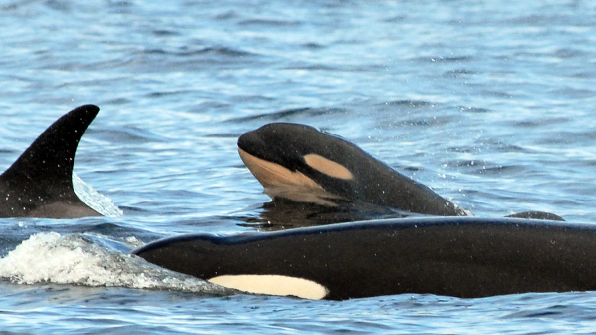Böter för magplask på späckhuggare