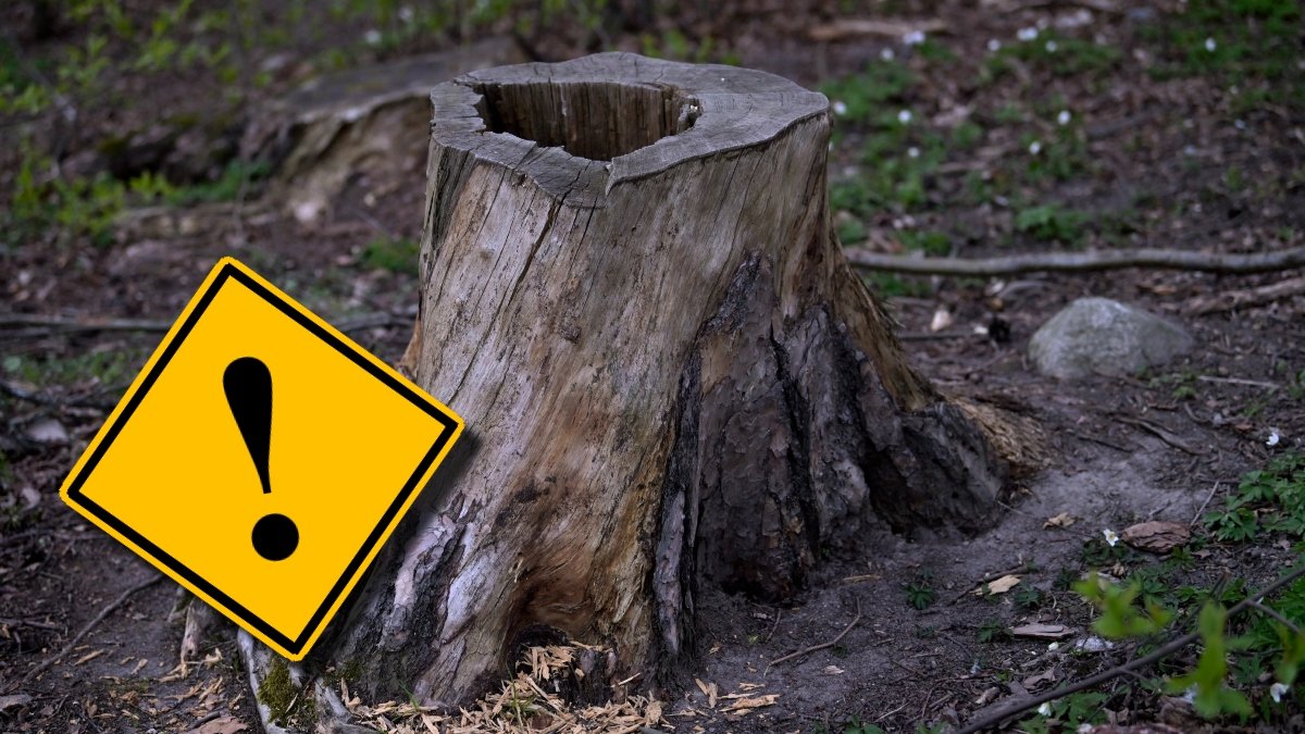 Viktigt meddelande till alla med en stubbe i trädgården