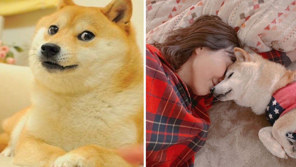 Världskända meme-hunden Kabuso "Doge" är allvarligt sjuk