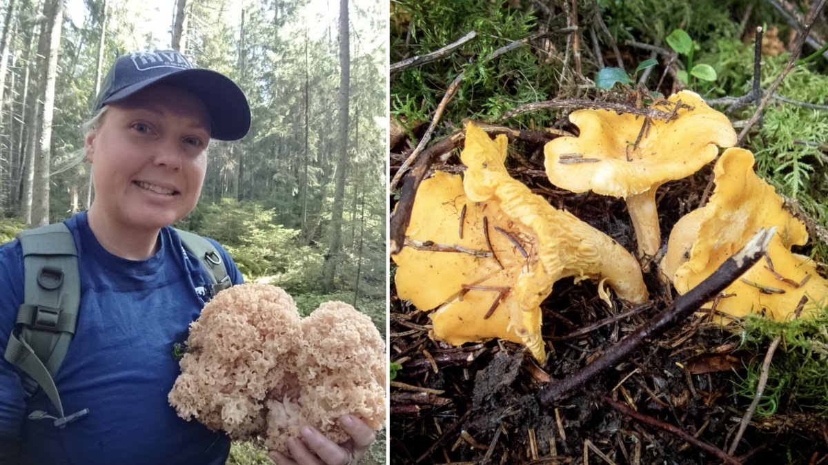 Så hittar du svampen som är godare än kantarell – experten: "Växer..."