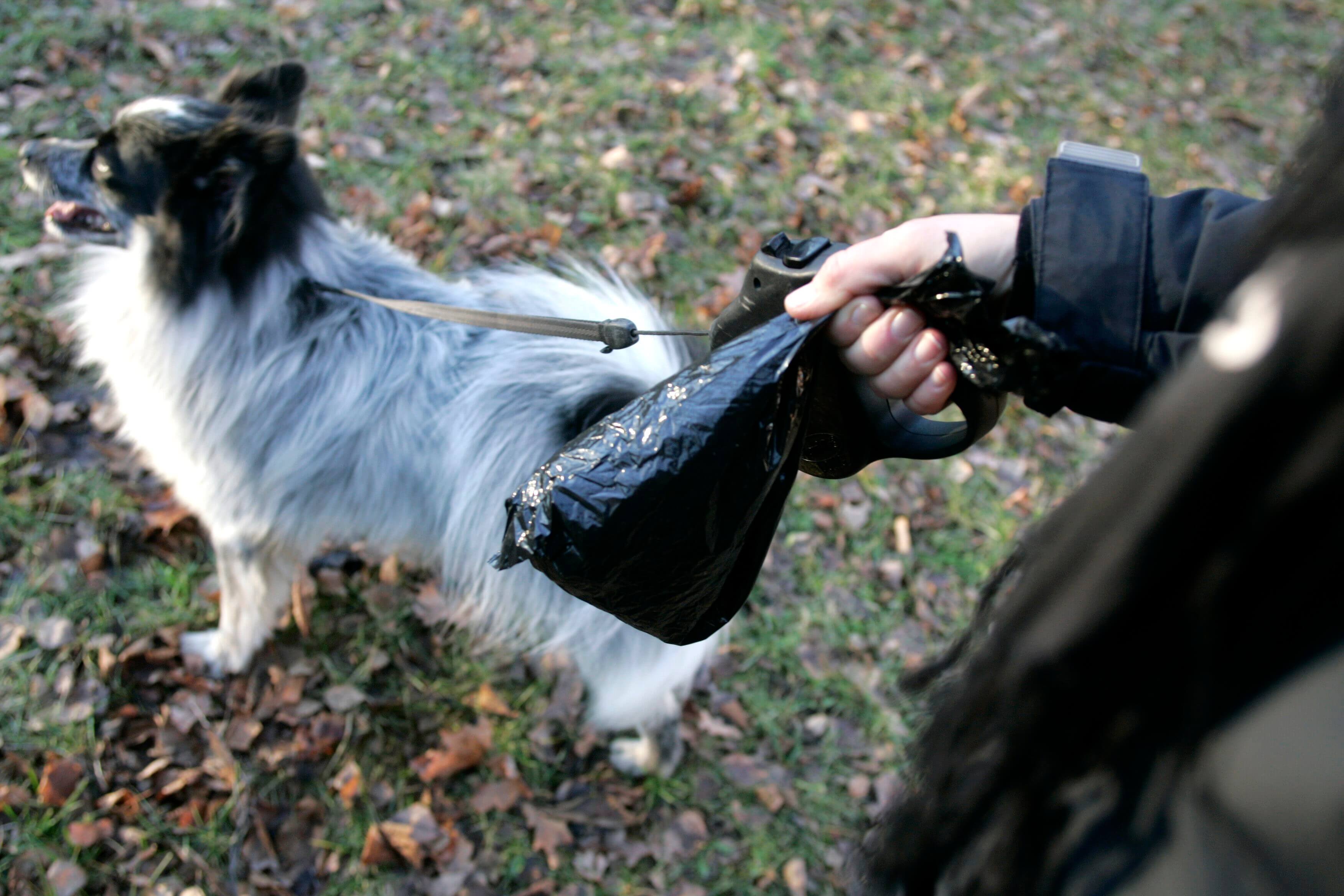 Därför tittar din hund på dig när den bajsar