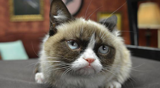 Världens suraste katt lever lyxliv