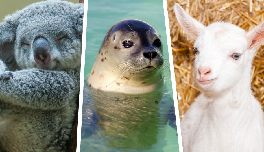 Vad kan du om de här gulliga djuren? Testa här!