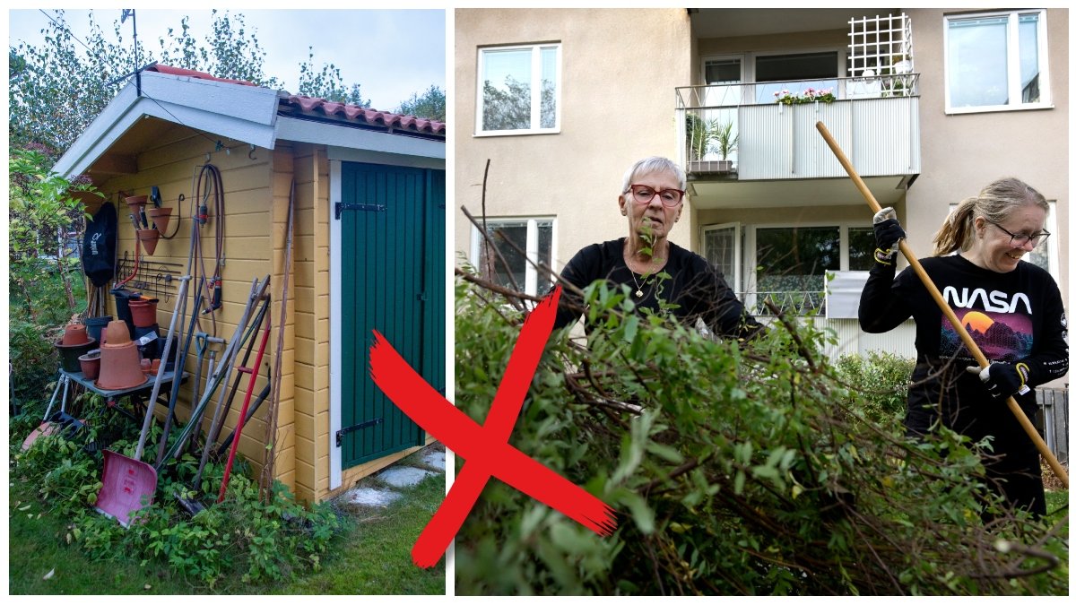 Har du denna växt i trädgården? Då kan du behöva tänka om