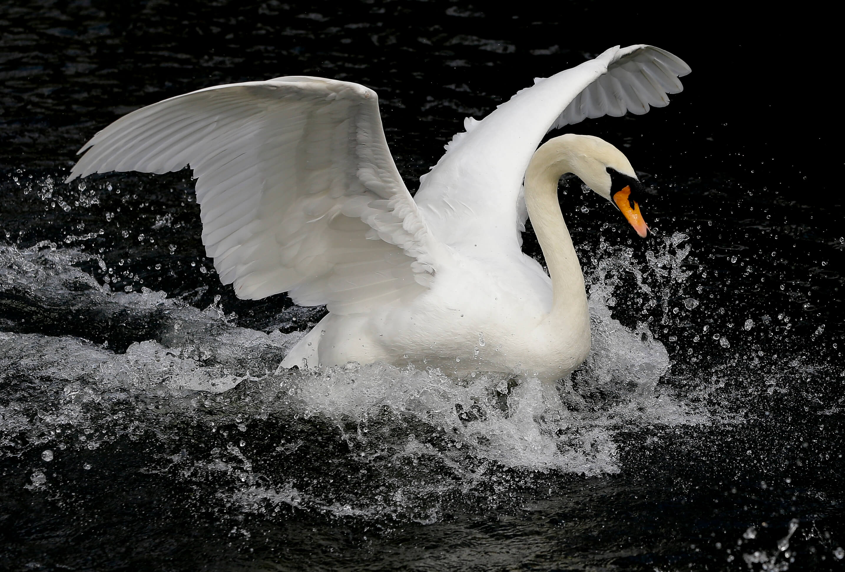 Svan - Nyheter, artiklar, reportage och video - Nyheter24