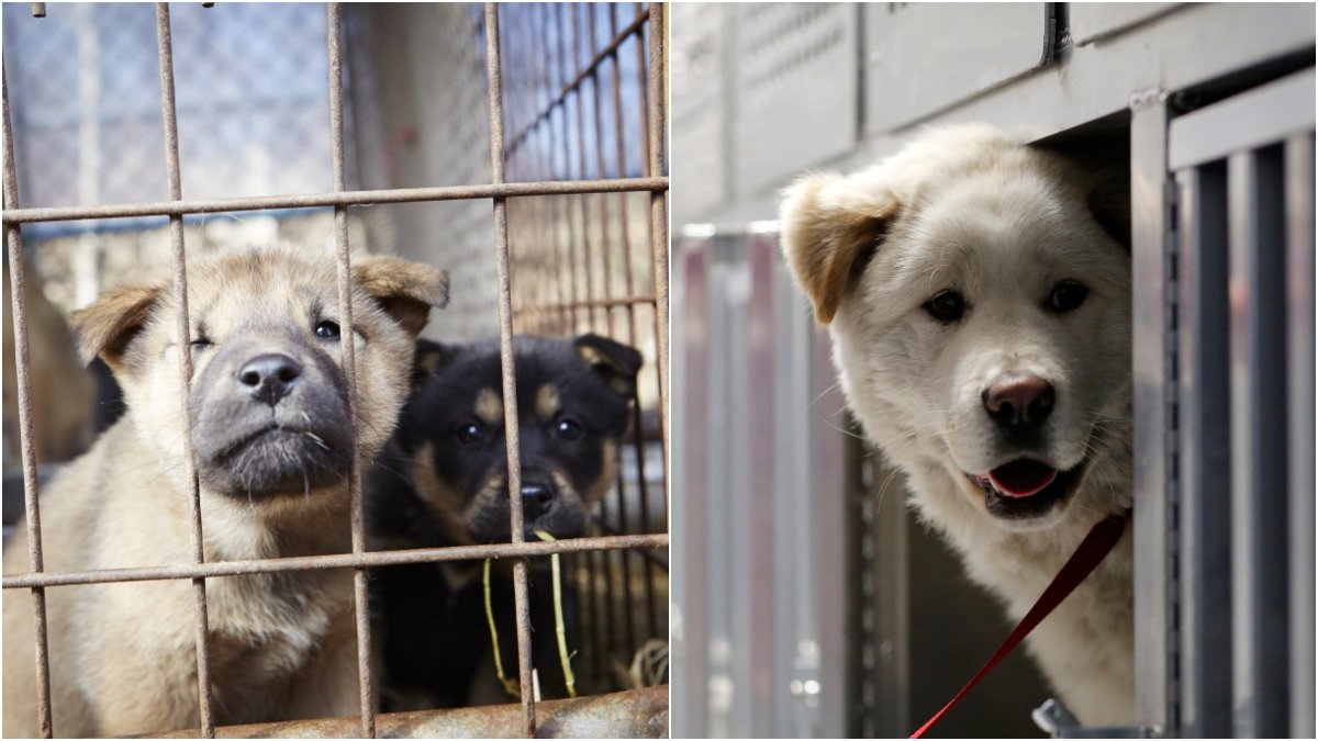 500 000 hundar kan behöva avlivas – efter nya förbudet