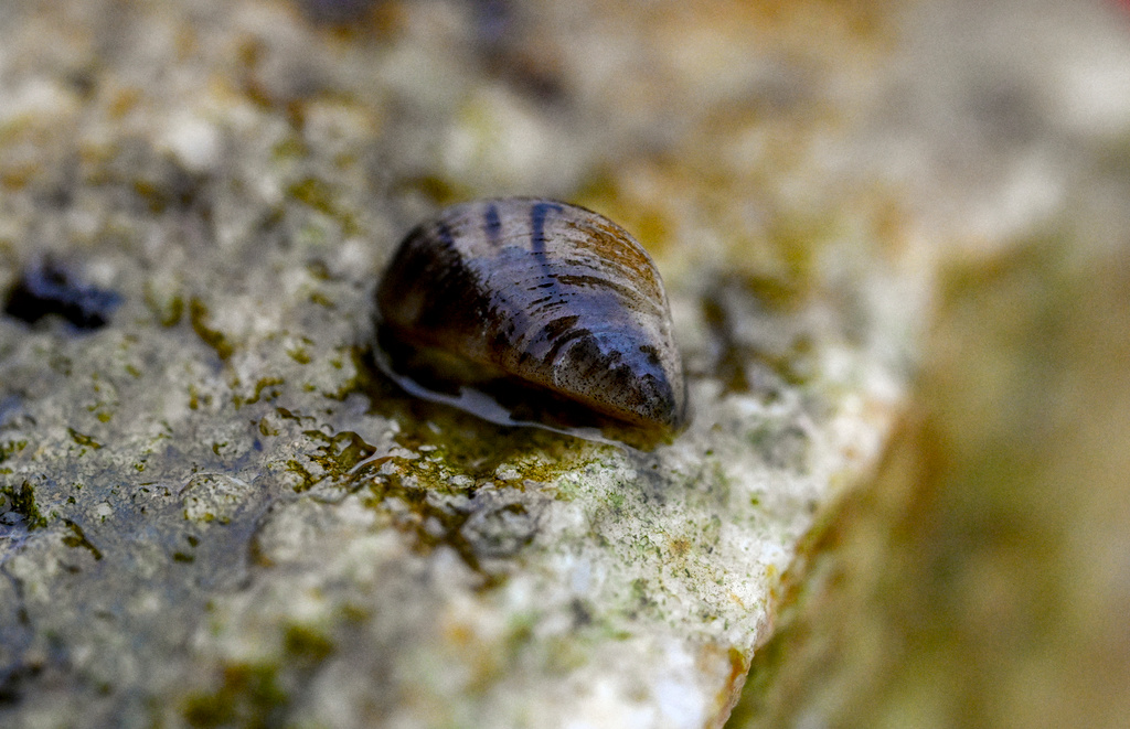 Sjö befriad från invasiv mussla