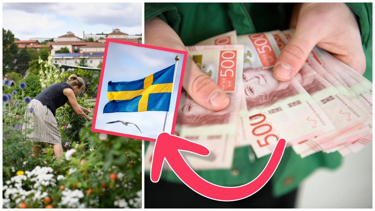 126 000 kronor att tjäna – om du rensar bort dessa växter