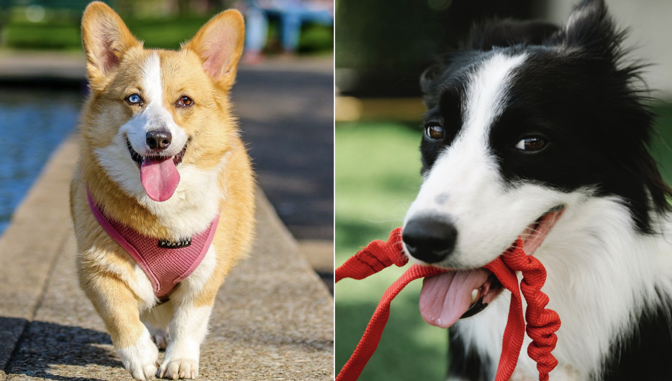 Här är vårens stora faror för hunden – gör ALDRIG det här mot din vovve