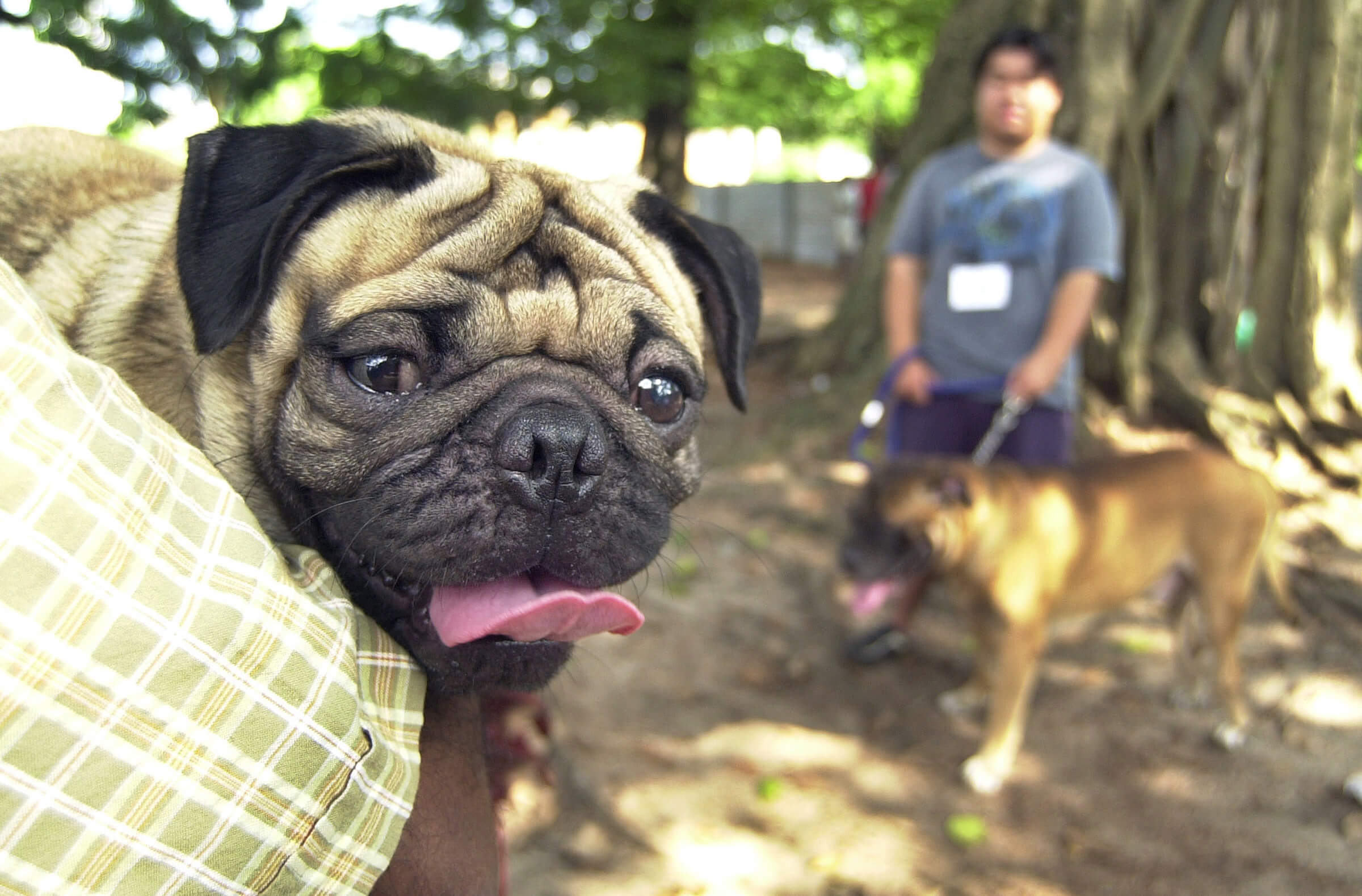 Jordbruksverkets varning: Snart har vi rabies i Sverige