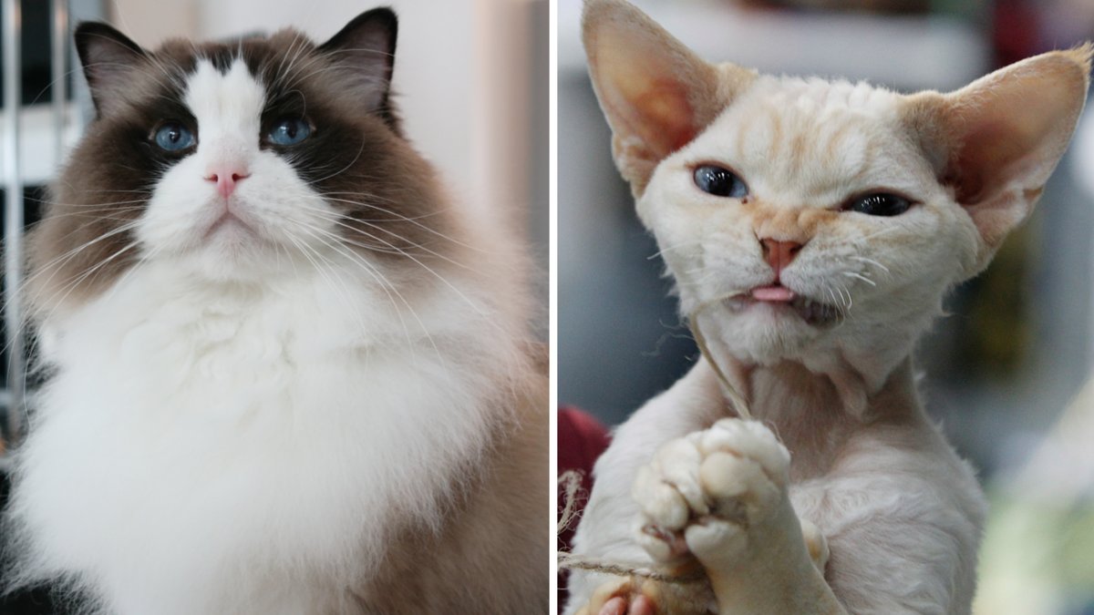 Lista: Sveriges populäraste kattraser 2021