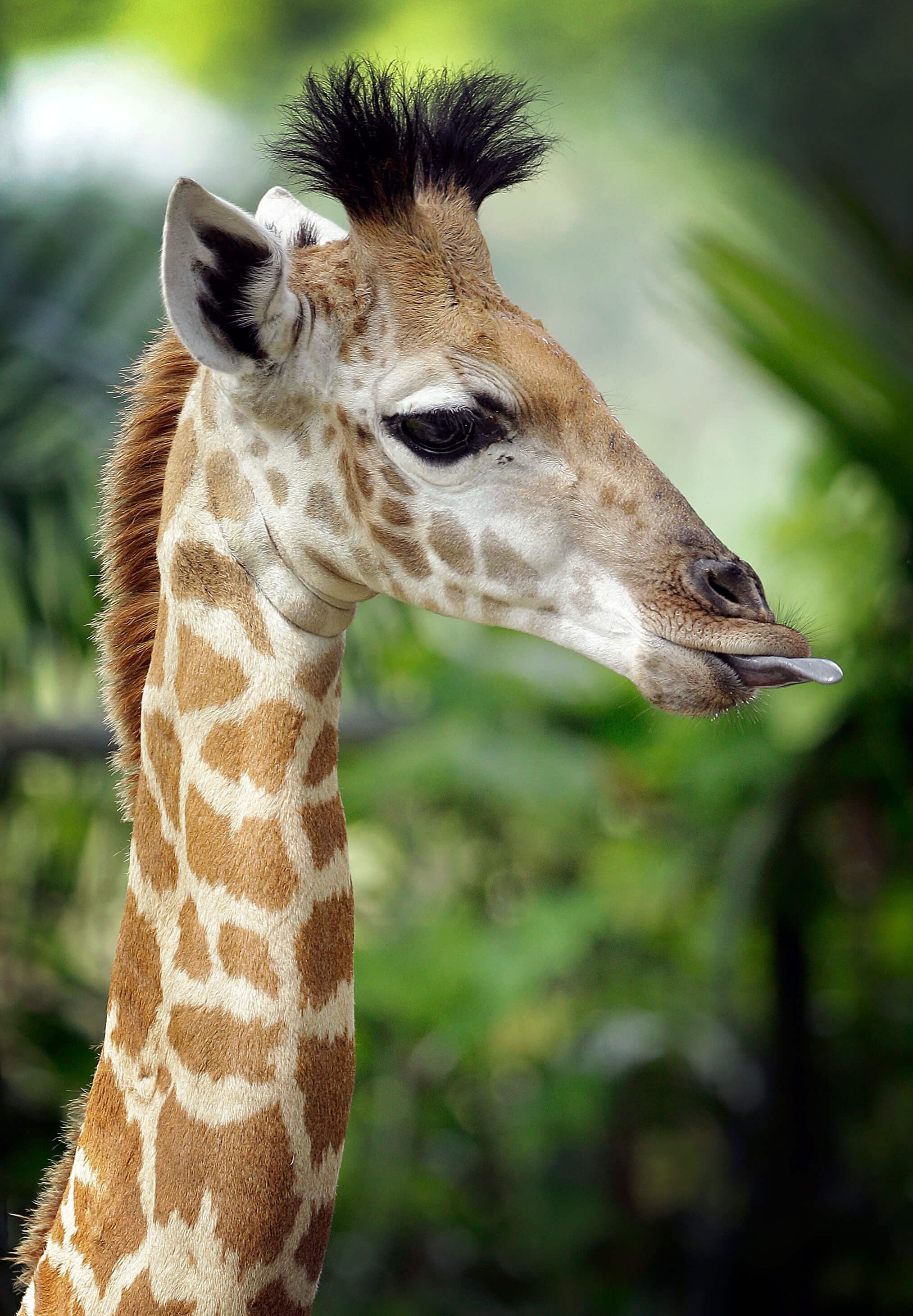 19 anledningar till att giraffer är bäst