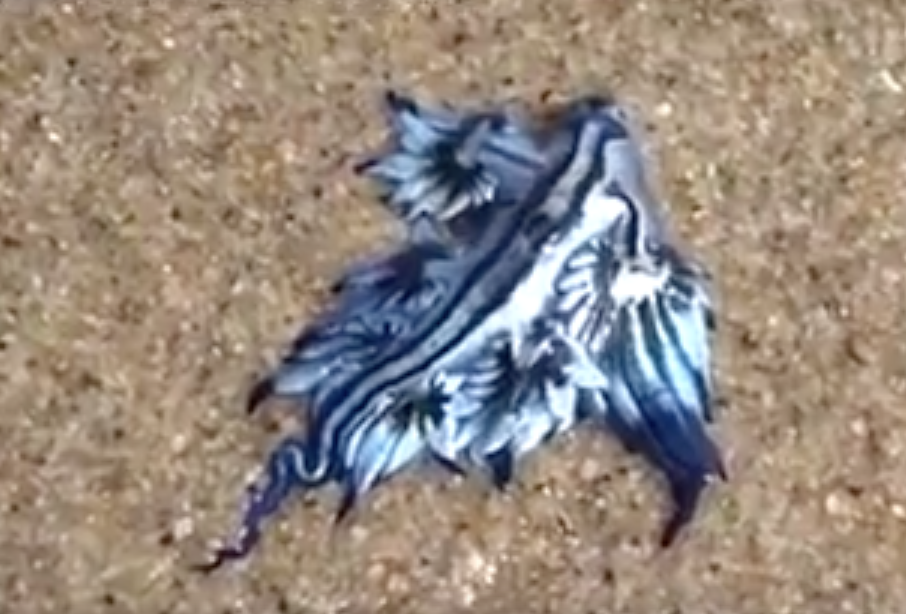 En blå drake? Mystisk varelse uppspolad på strand