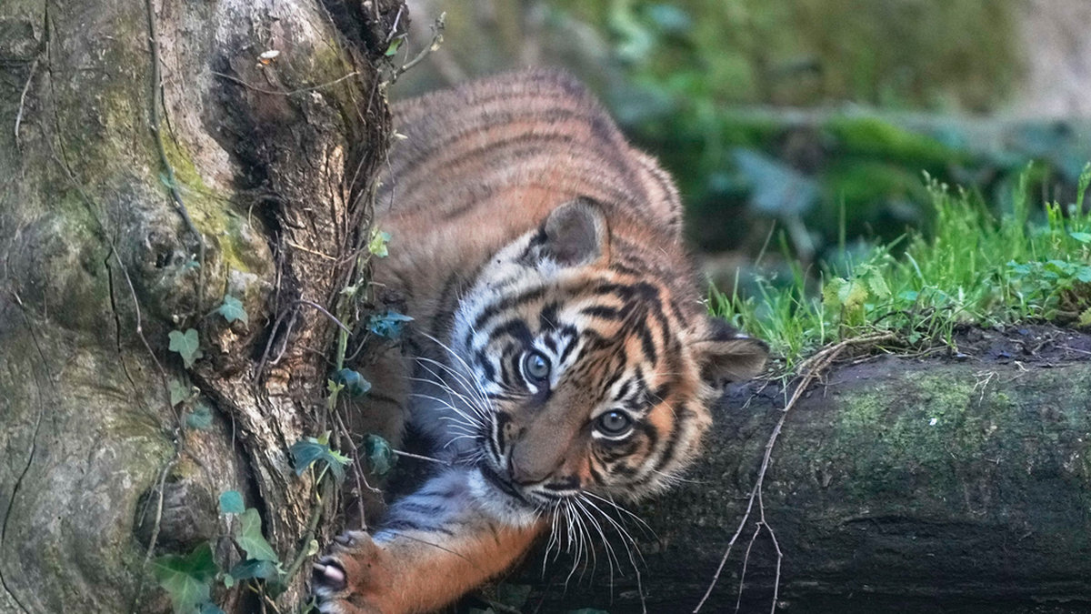 Tiger bet skötare i armen – "sticksår"