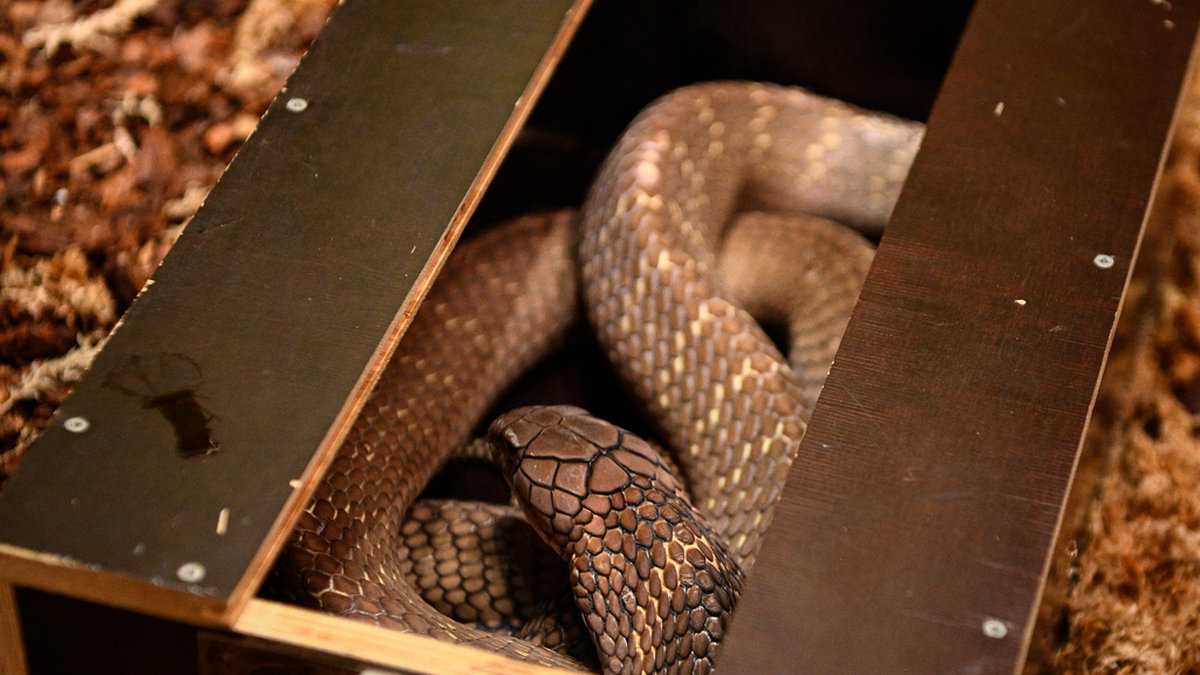 Tre meter lång orm på rymmen – är svart med grönt mönster