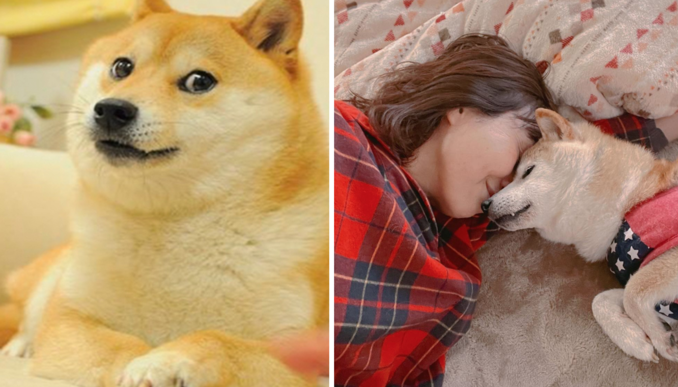 Världskända meme-hunden Kabuso "Doge" är allvarligt sjuk