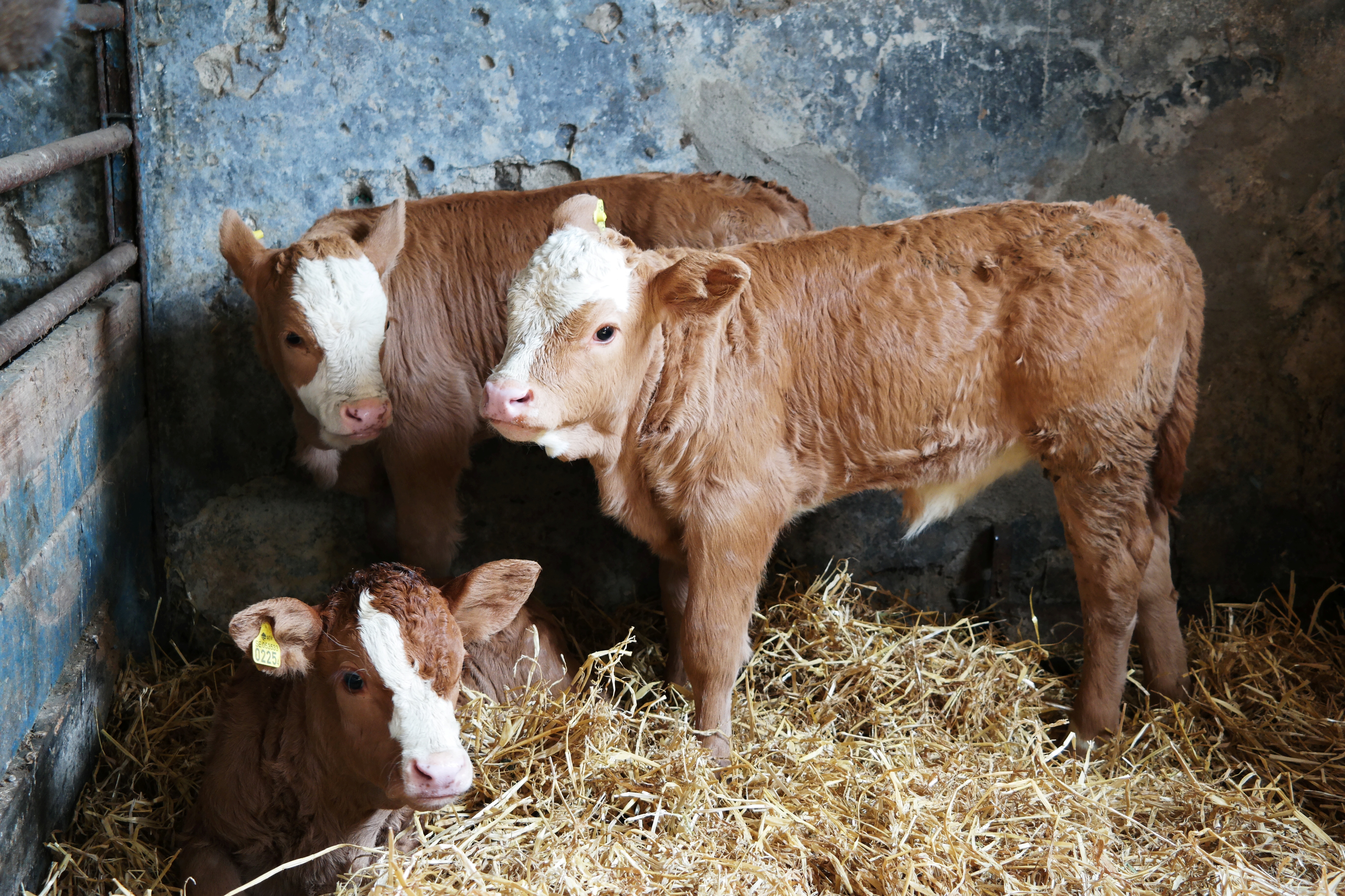 "Kalven slits från sin mamma för att ge dig mjölk"