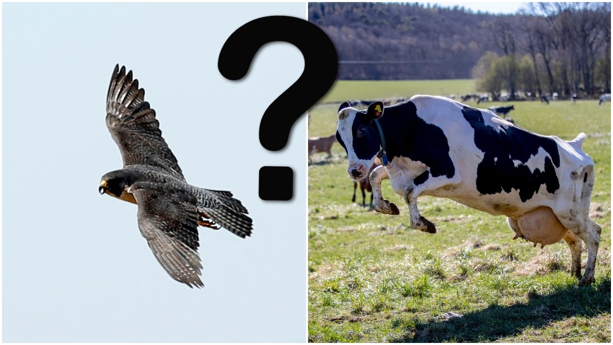 Vilket djur är egentligen snabbast i Sverige? Här är svaret