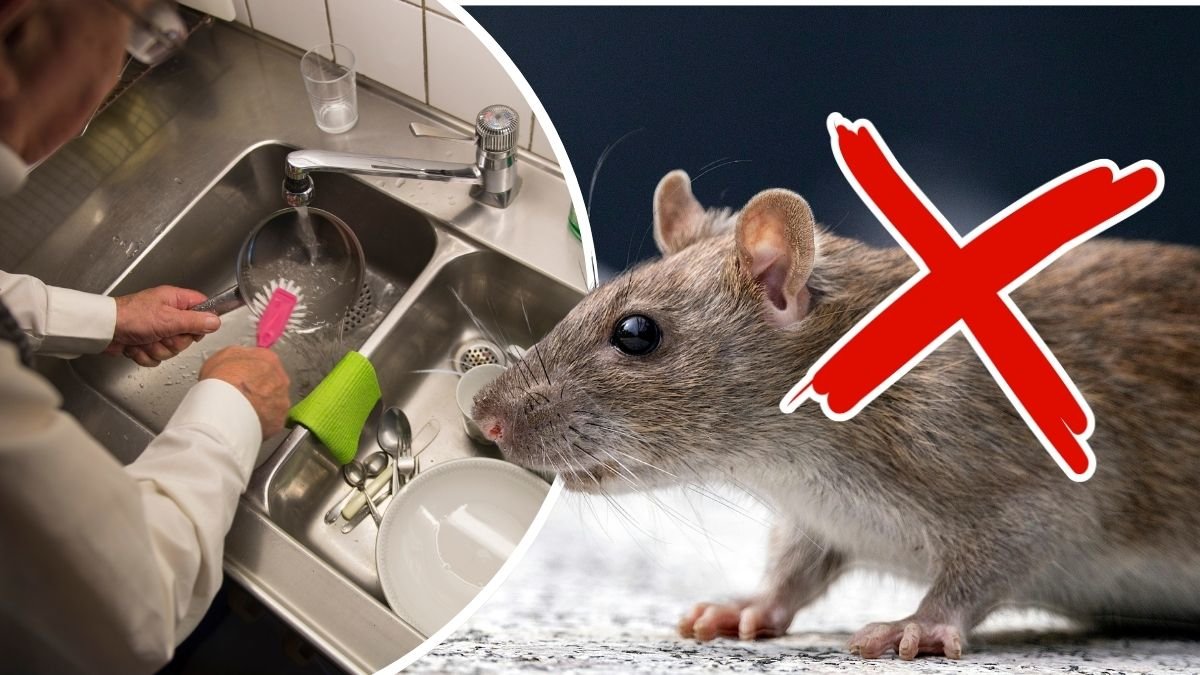 Spola inte ner detta – lockar in råttor: "Krafsande"
