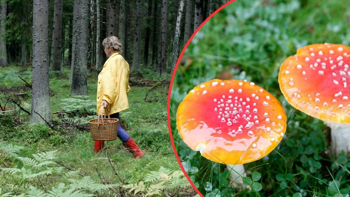 Vanlig svamp kan klassas som knark – växer i svenska skogar