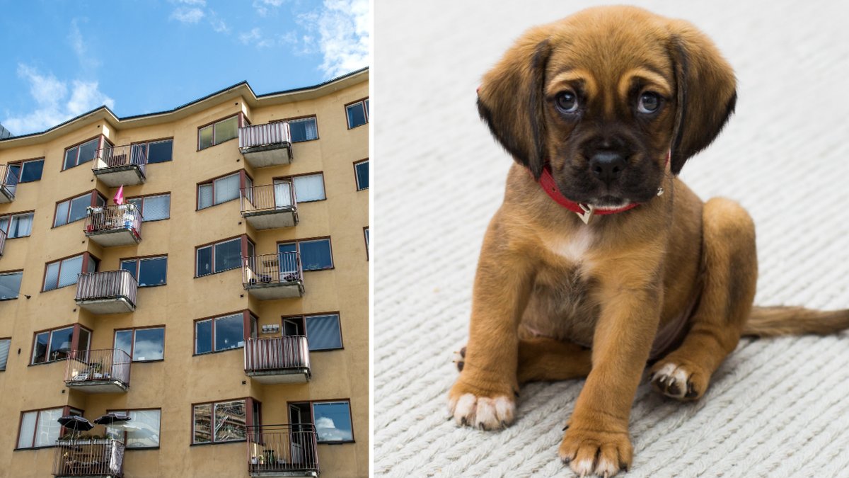 Hund i lägenhet: Här är reglerna att följa – annars kan du tvingas flytta