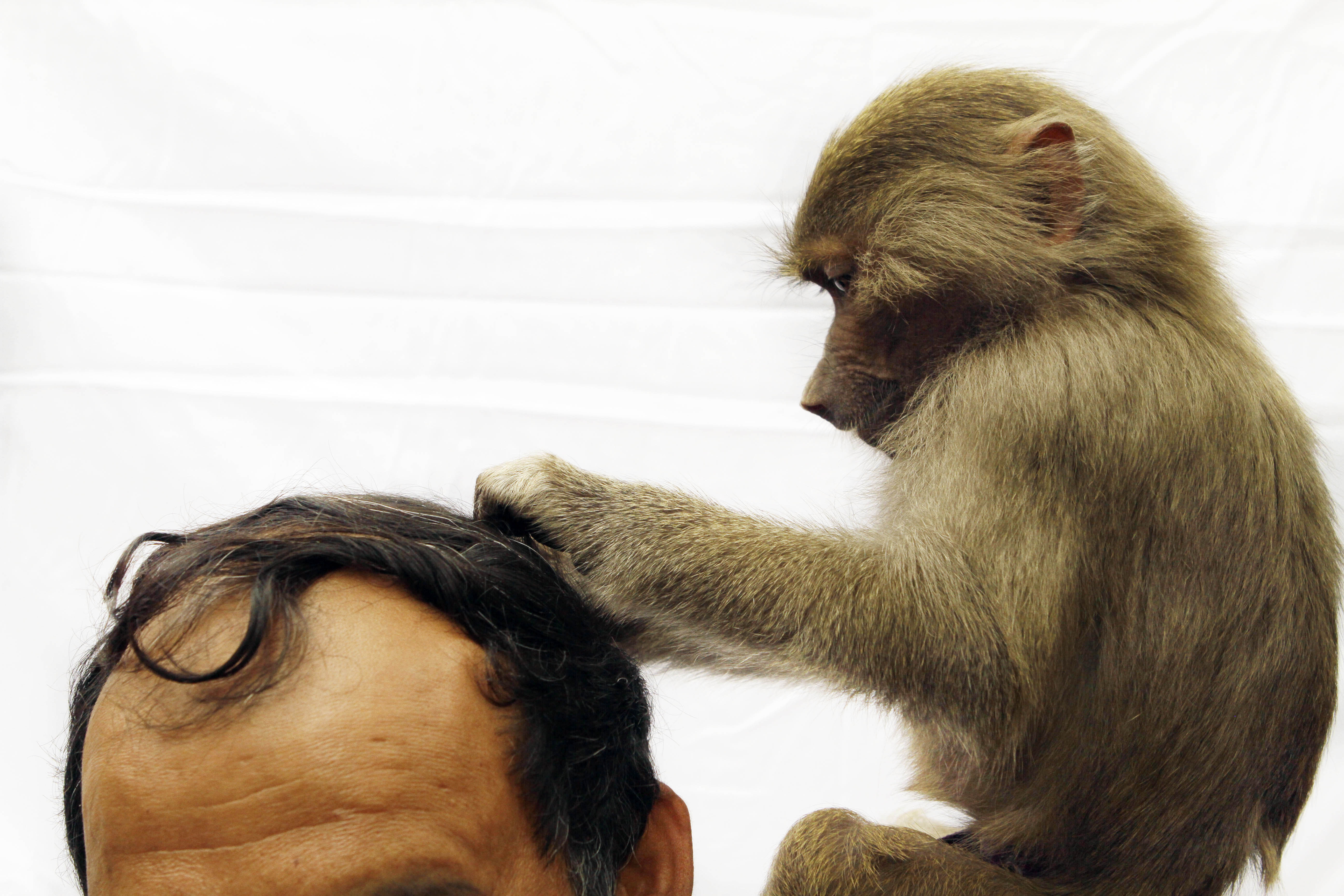 Apor trivs framför dumburken