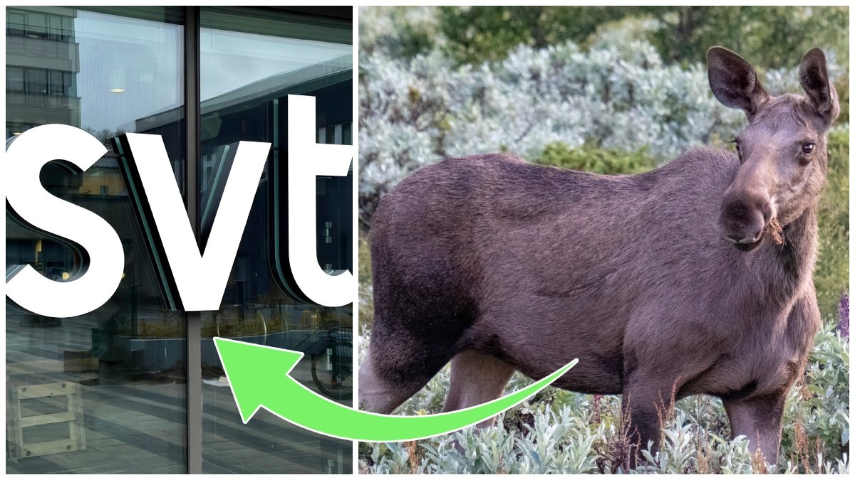 Den stora älgvandringen 2025: Karta, startdatum och chatt